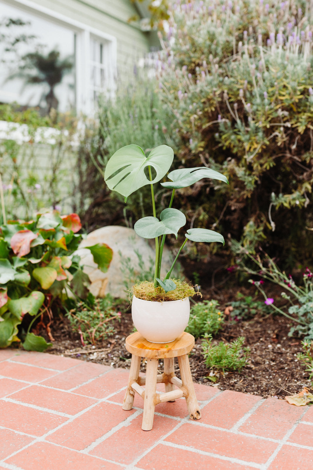 Indoor Monstera Plant - Gift & Plant Delivery – Santa Barbara Company